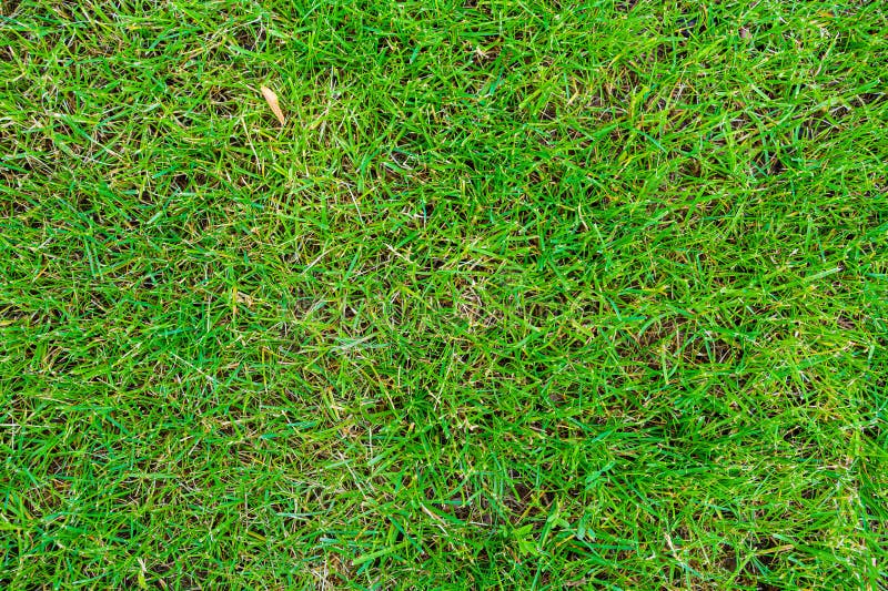 The Surface of the Lawn with Lawn Grass is a Green and Uniform Coating ...