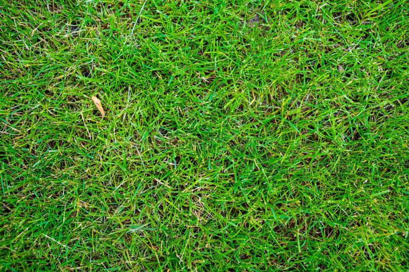 The Surface of the Lawn with Lawn Grass is a Green and Uniform Coating ...