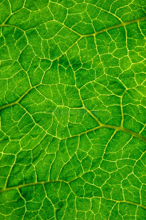 Surface of leaf stock photo. Image of herb, nature, flora - 26468998