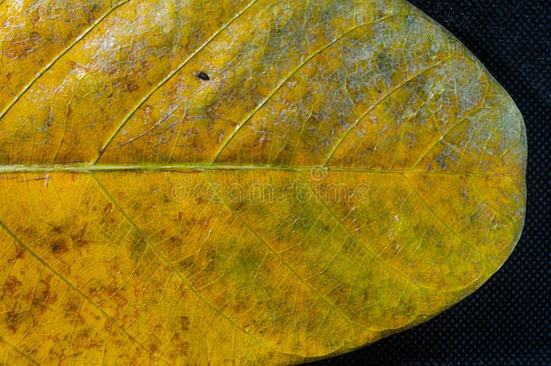 The Textures of a Fallen Yellow Leaf Stock Photo - Image of textures ...