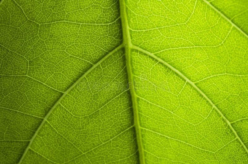 Tdechpitak - Photographer profile