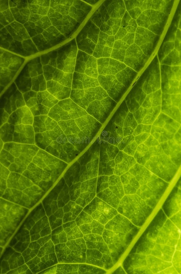 The surface of the leaf stock image. Image of leaf, macro - 120495477