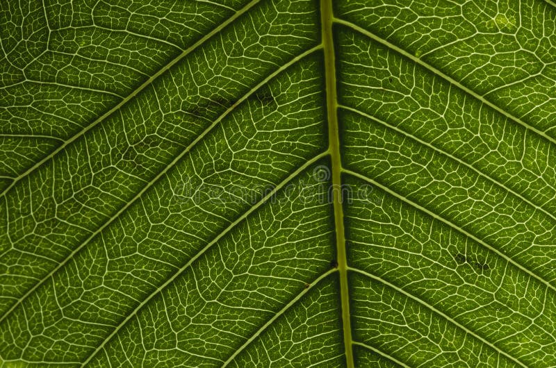 The surface of the leaf stock image. Image of color - 120495551