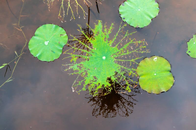Microscope Lotus Leaf Stock Photos - Free & Royalty-Free Stock Photos ...