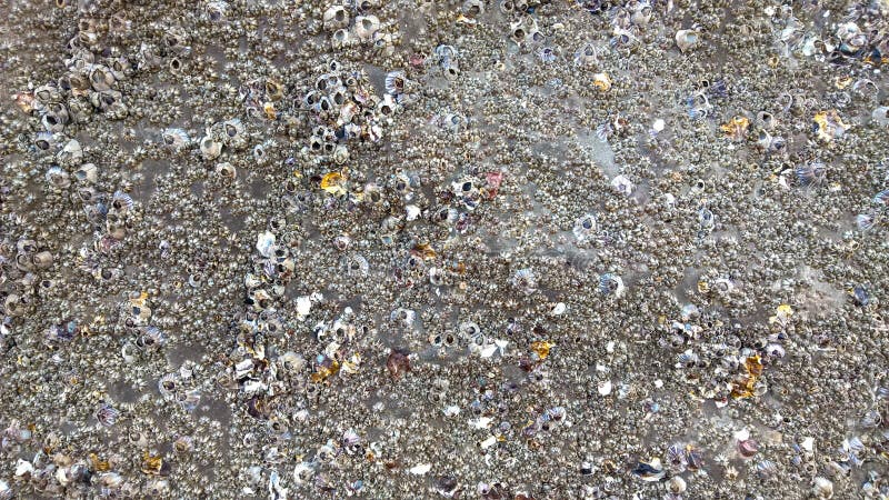 Texture of Barnacle Shell on the Stone Surface Stock Image - Image of abstract, closeup: 173954035