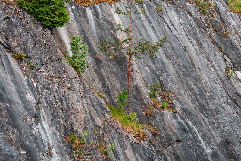 The Surface of a Marble Steep Rock with Tree is Close Stock Image ...
