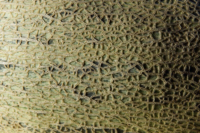 The Surface of the Melon Texture Background Stock Image - Image of ...