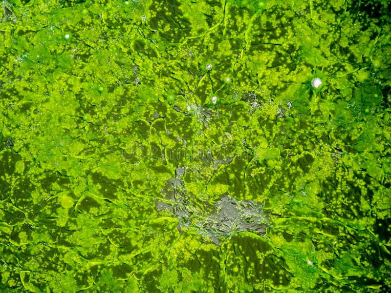 Surface of the Moss is Gathered into a Sheet Stock Image - Image of ...