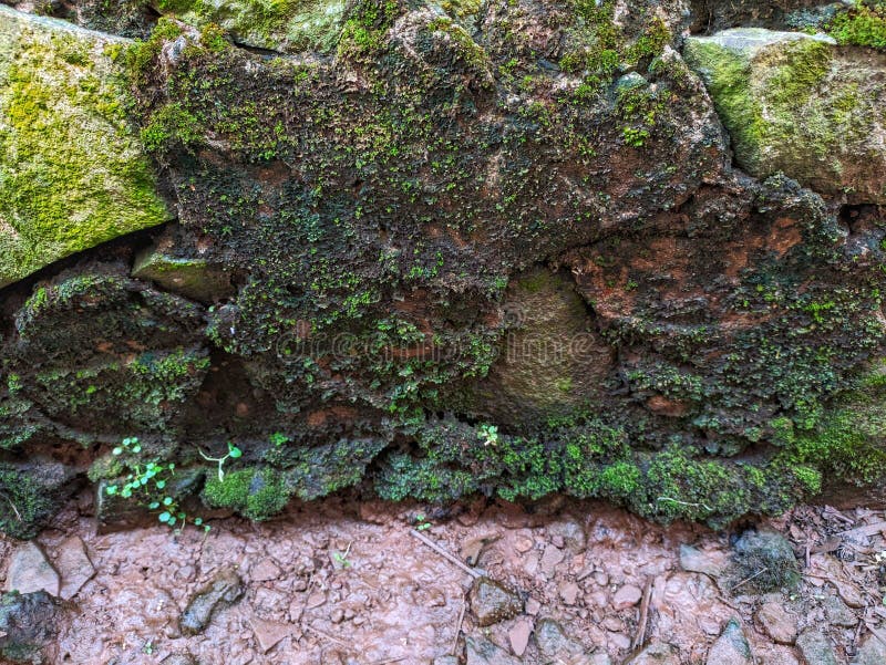 The Surface of a Mossy Stone Wall with Moist Damp Soil Beneath it ...