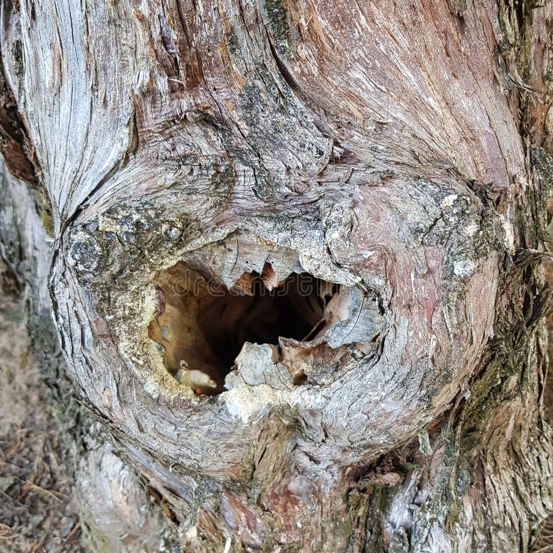 Surface and Natural Pattern of Tree Trunk Stock Image - Image of wood ...