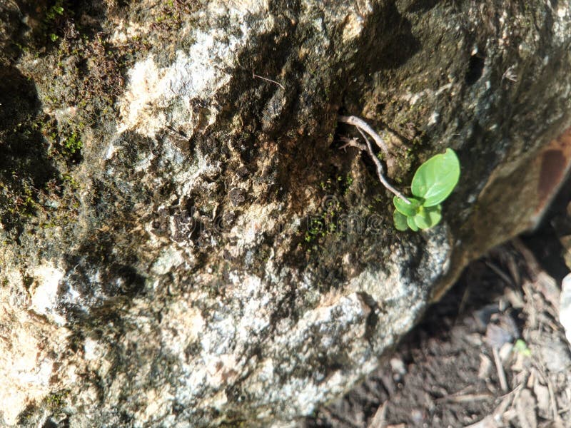 The Surface of the Natural Stone Boulders is Uneven and Overgrown with ...
