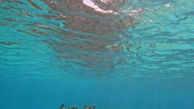The Surface of the Ocean Looking Up from Underwater Stock Footage ...