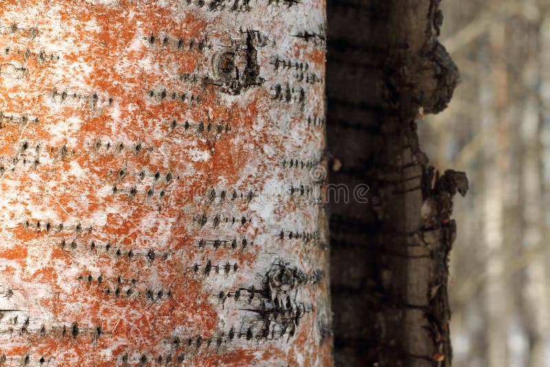 Birch bark turned to red stock photo. Image of betula - 30192528