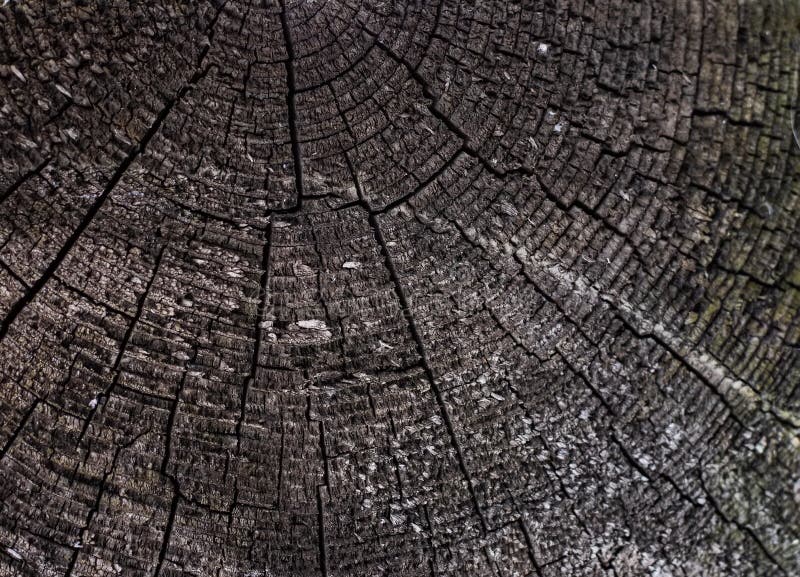 The Surface of an Old Cracked Tree Stump with a Small Deep Four-rayed ...