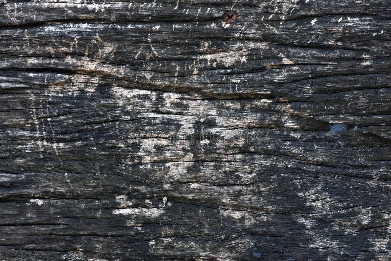 The Surface of the Old Dry Hardwood for the Background Stock Image ...