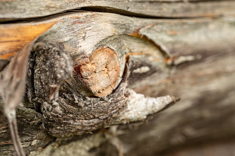 Surface of the Old Pine Trunk. Pine Log. Beautiful Pine Knot. Closeup ...