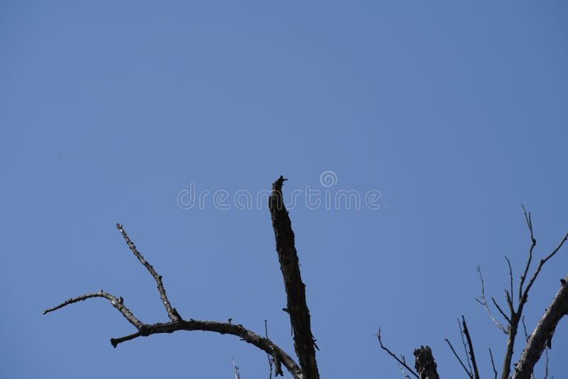 The Surface of an Old Swamp Covered with Duckweed and Algae, Dead Trees ...