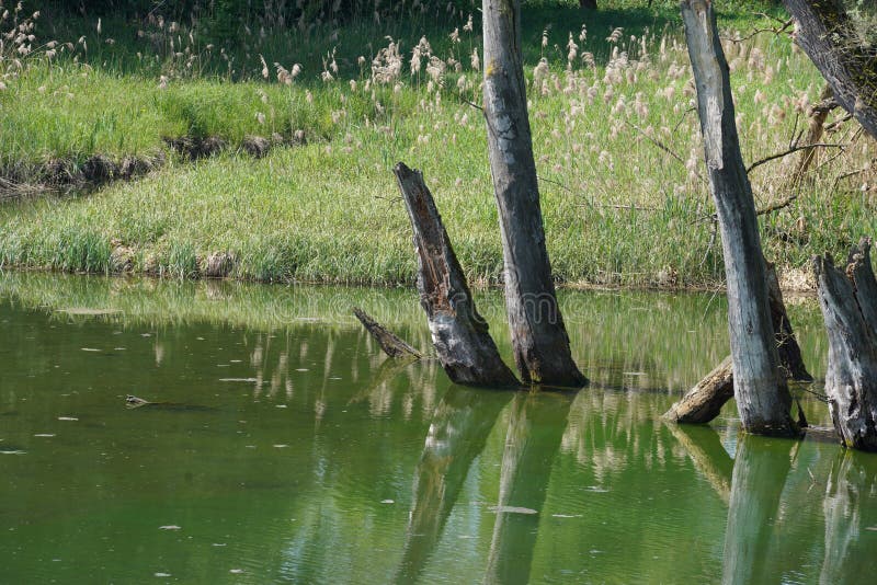 The Surface of an Old Swamp Covered with Duckweed and Algae, Dead Trees ...