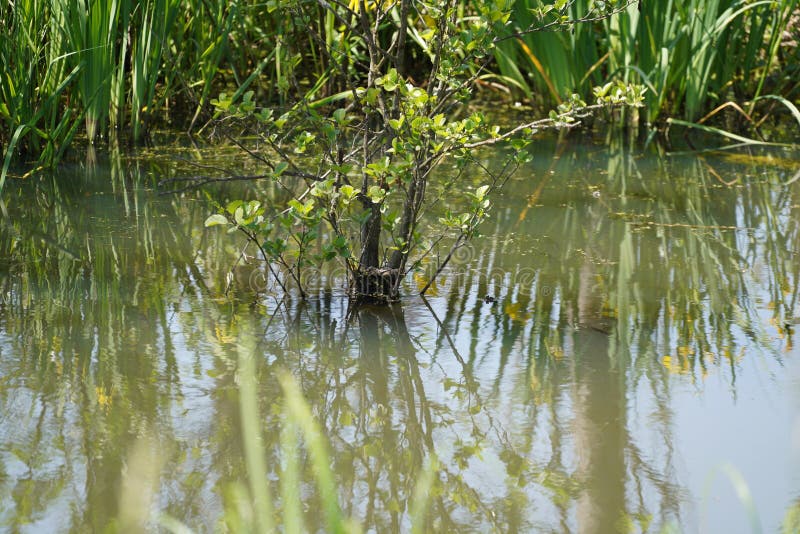 The Surface of an Old Swamp Covered with Duckweed and Algae, Dead Trees ...