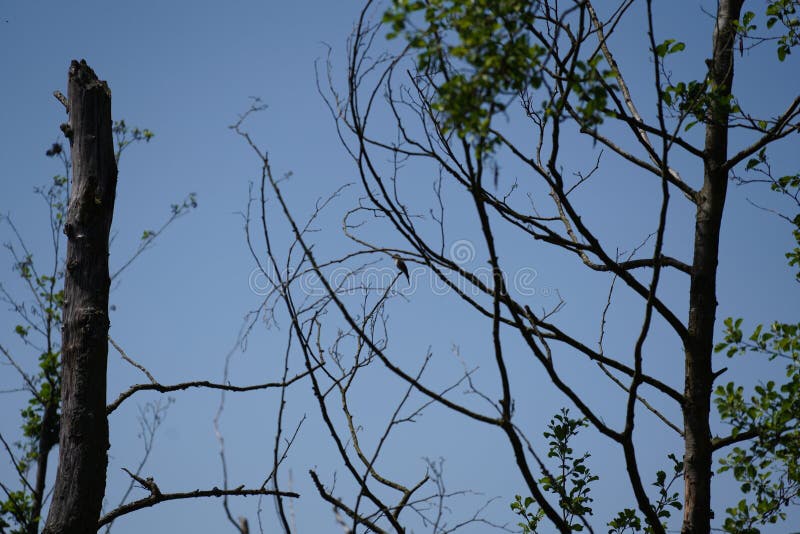 The Surface of an Old Swamp Covered with Duckweed and Algae, Dead Trees ...