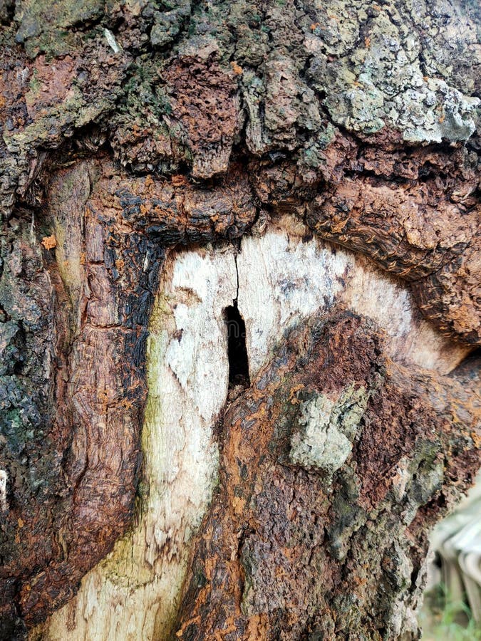 The Surface of an Old Tree is Corroded. Stock Image - Image of natural ...