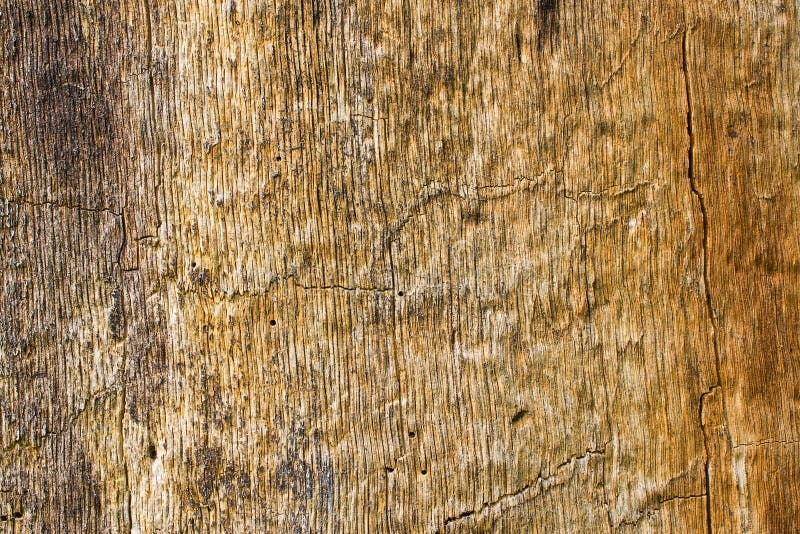 The Surface of the Old Tree Trunk Stock Image - Image of sawed, perfect ...