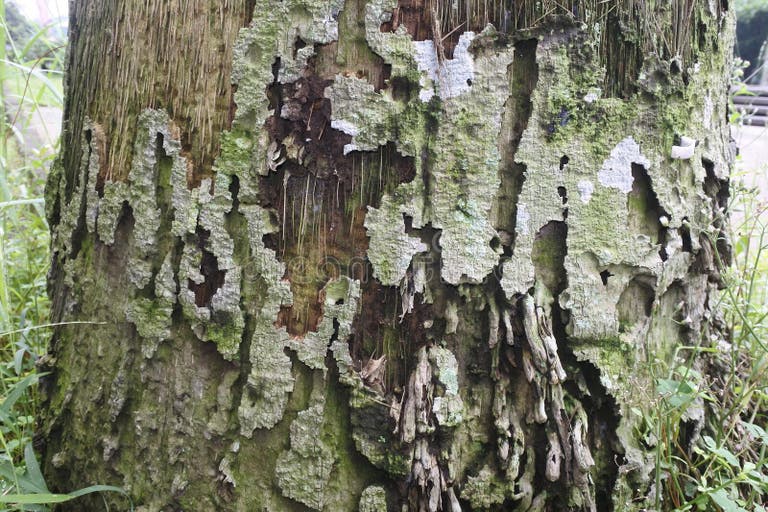 The Surface of a Palm Tree Trunk that is Old Stock Photo - Image of ...