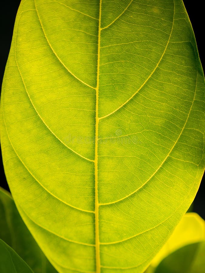 Surface of Pattern`s Yellow Green Leaf Stock Photo - Image of natural ...