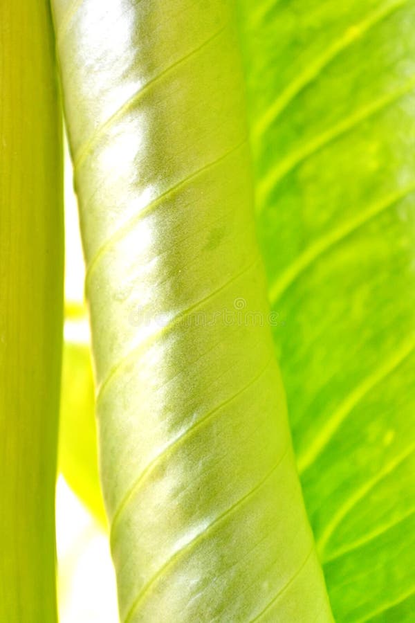 The surface of the plant stock image. Image of natural - 40708561