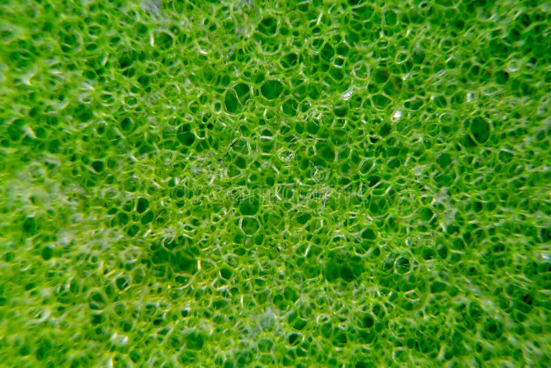 Surface of Plastic Green Sponge. Close-up Texture. Macro Picture of a ...