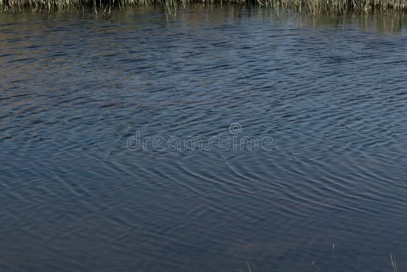 The Surface of the Pond with a Slight Ripple in the Evening Sun Stock ...