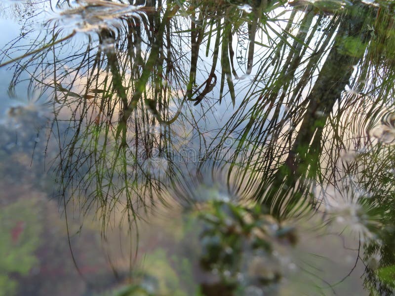 Abstract Pond Water Surface Stock Photo - Image of twig, abstract ...