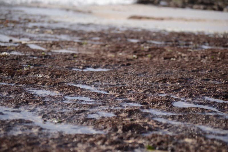 The Surface of the Reef after Being Hit by the Waves. Stock Image ...