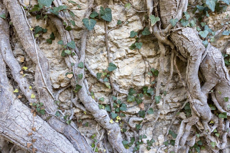 The Surface of a Rock Cut on a Sheer Cliff in the Canyon of Mountains ...