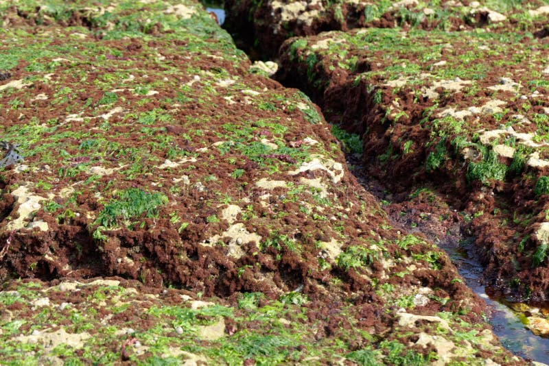 The Surface of Rock Tidal Flat Stock Image - Image of outdoor, rock ...