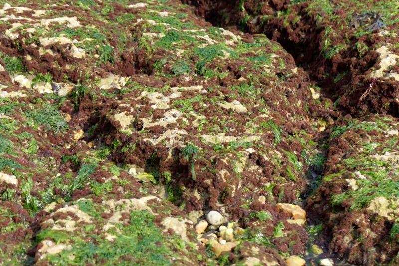 The Surface of Rock Tidal Flat Stock Photo - Image of bank, tidal ...