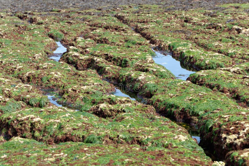 The Surface of Tidal Flats with Salt Formations at the Gambia River ...