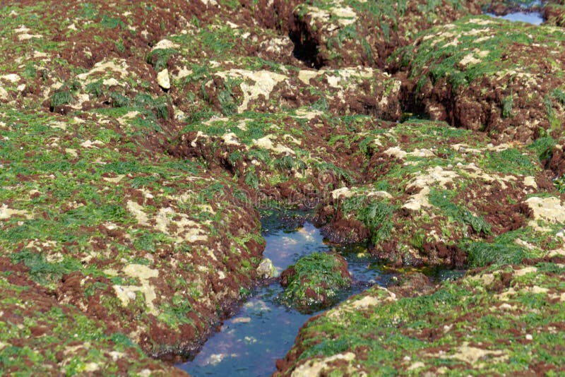 The Surface of Rock Tidal Flat Stock Image - Image of boulder, tidal ...