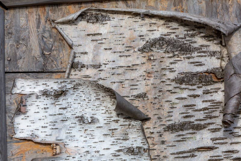 Surface of Roof Covered Bark of Birch Stock Image - Image of abstract ...