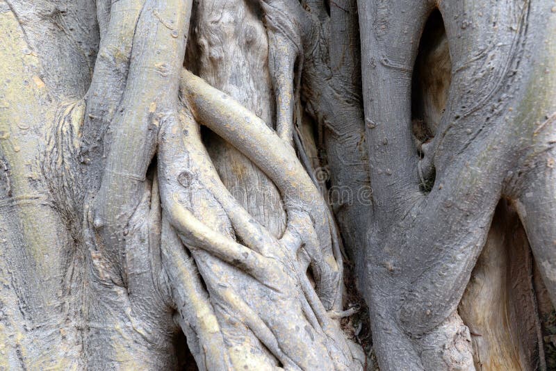 Roots of bodhi tree stock image. Image of natural, environment - 14993913