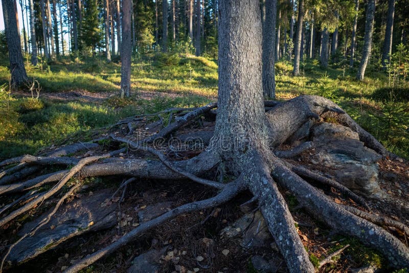 Surface Roots of Conifer Tree in the Forest, Finland Stock Image ...