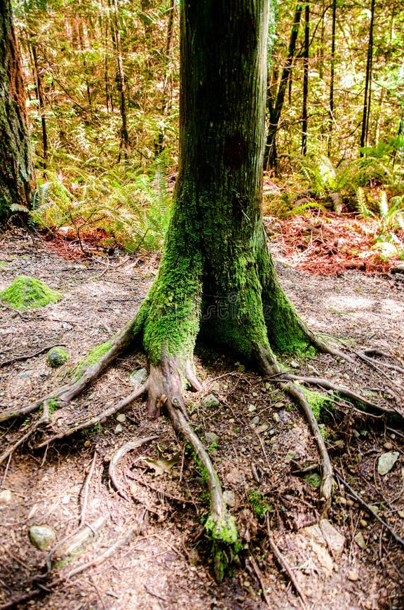 Surface Roots of a Large Old Tree in a Dense Forest Stock Image - Image ...