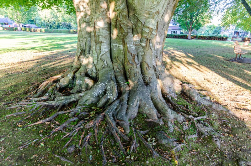Surface roots of a tree stock image. Image of grunge - 341680831
