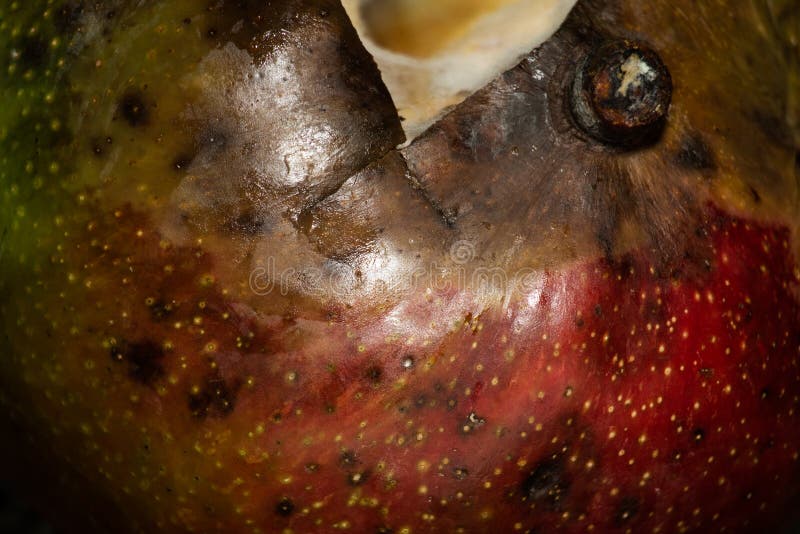 The Surface of the Spoiled Mango Stock Photo - Image of putrid, mold ...