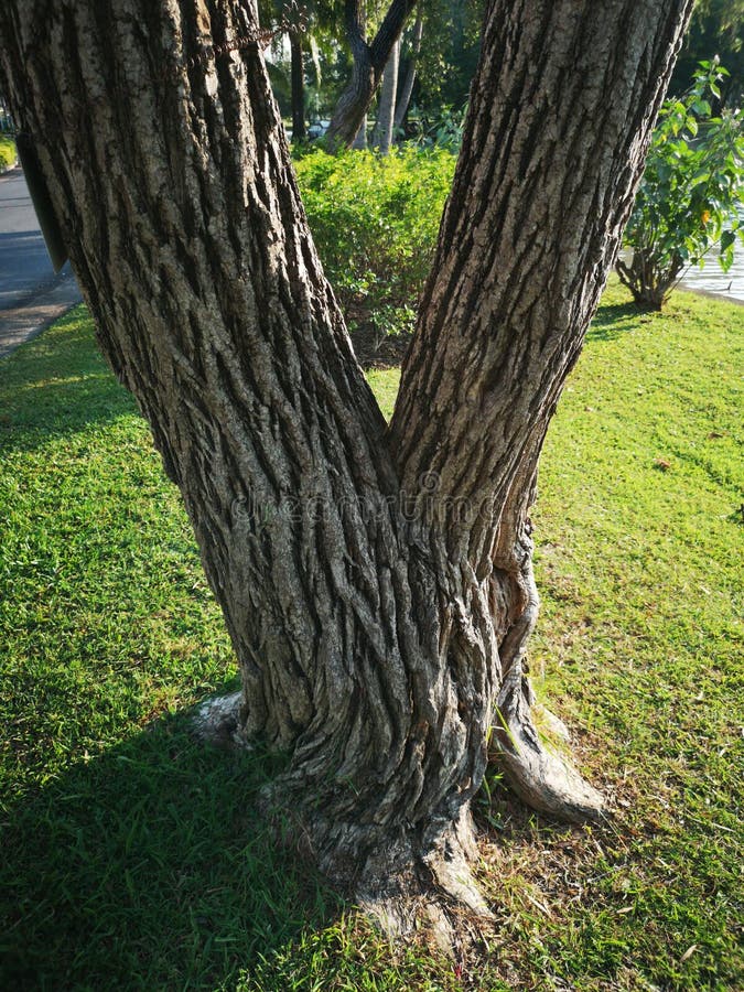 Surface Rough Trunk Tree in the Park Stock Photo - Image of trunk ...