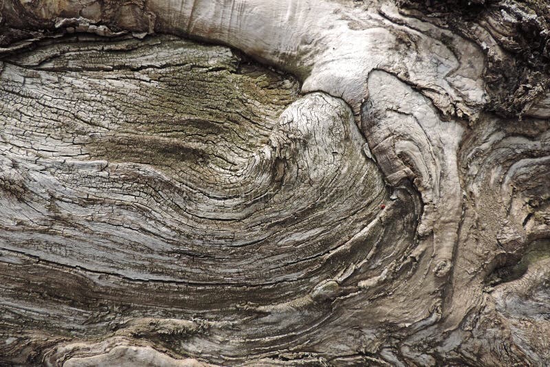 The Surface is Rough Tree Trunk Stock Image - Image of vortex, wooden ...