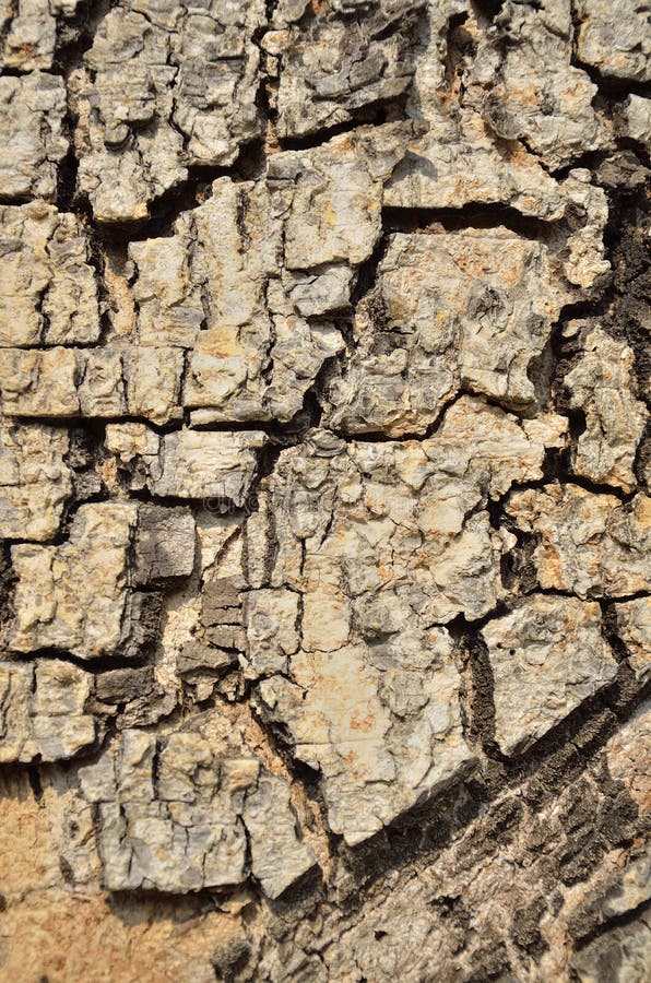 Surface of Samanea saman stock image. Image of canopy - 85566135