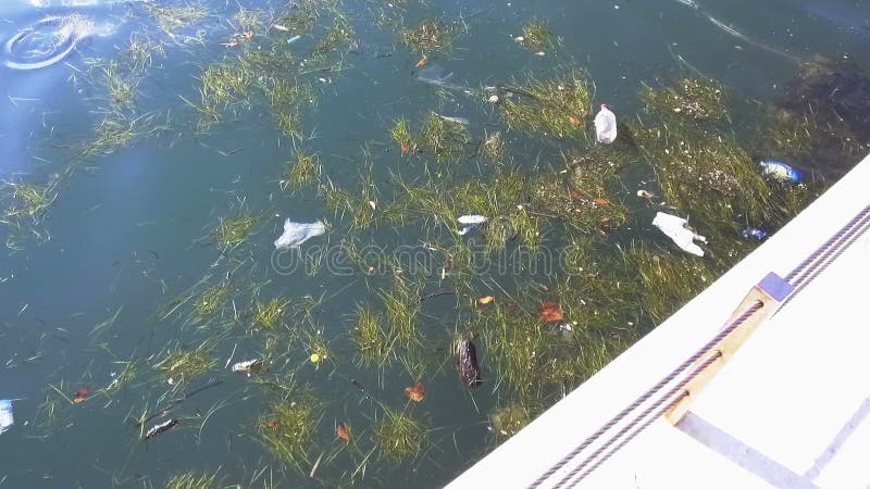 On the Surface of the Sea, Litter and Dirty Algae are Floating. Stock ...