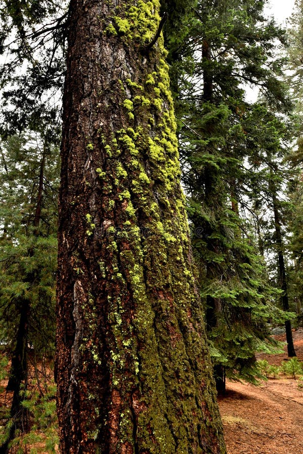 Sequoia trees stock image. Image of sequoiadendron, evergreen - 217992129