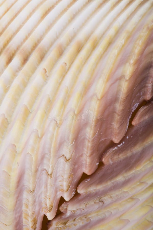 Surface of a shel stock image. Image of surface, animal - 12254927